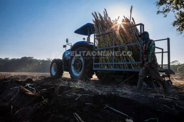 PTPN X Optimis Tahun 2023, Produksi Tebu Capai 85 Ton Per Ha ...