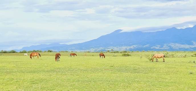 Menjelajahi Keindahan Primitif Padang Sabana Mausui di Flores, Surga ...
