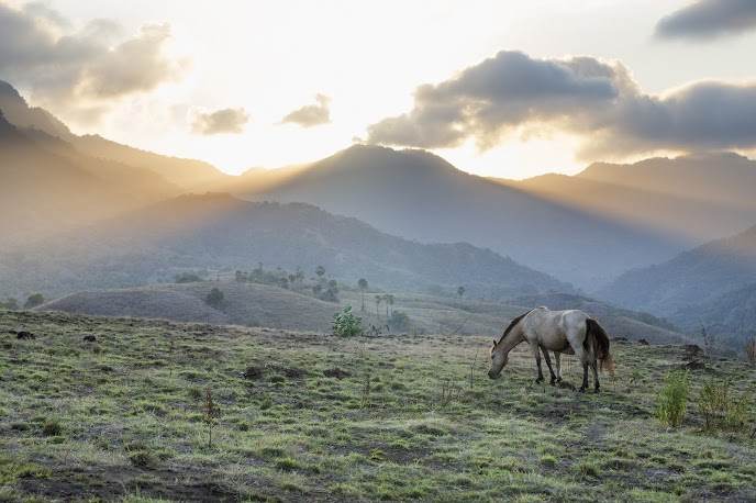 Menjelajahi Keindahan Primitif Padang Sabana Mausui di Flores, Surga ...